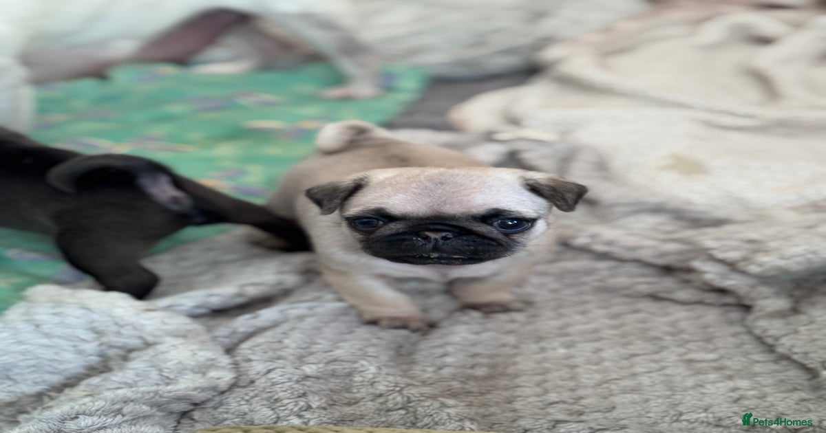 Pug babies for sale in Bedford | Pets4Homes
