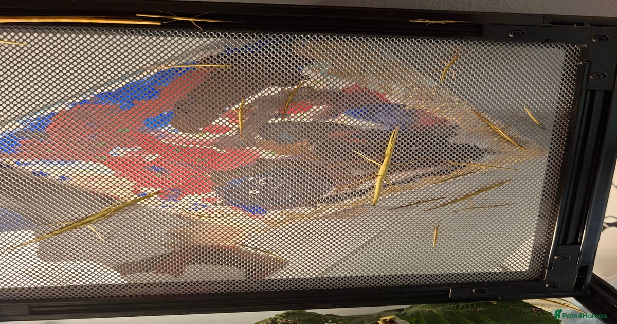 Indian stick insects for sale for sale in Rugby | Pets4Homes