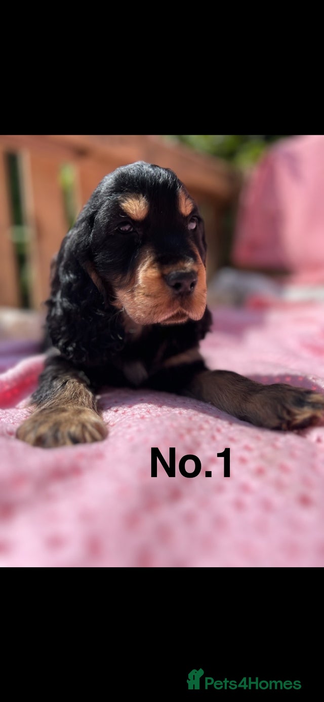 Family bred Sprocker spaniels for sale in Ilfracombe | Pets4Homes