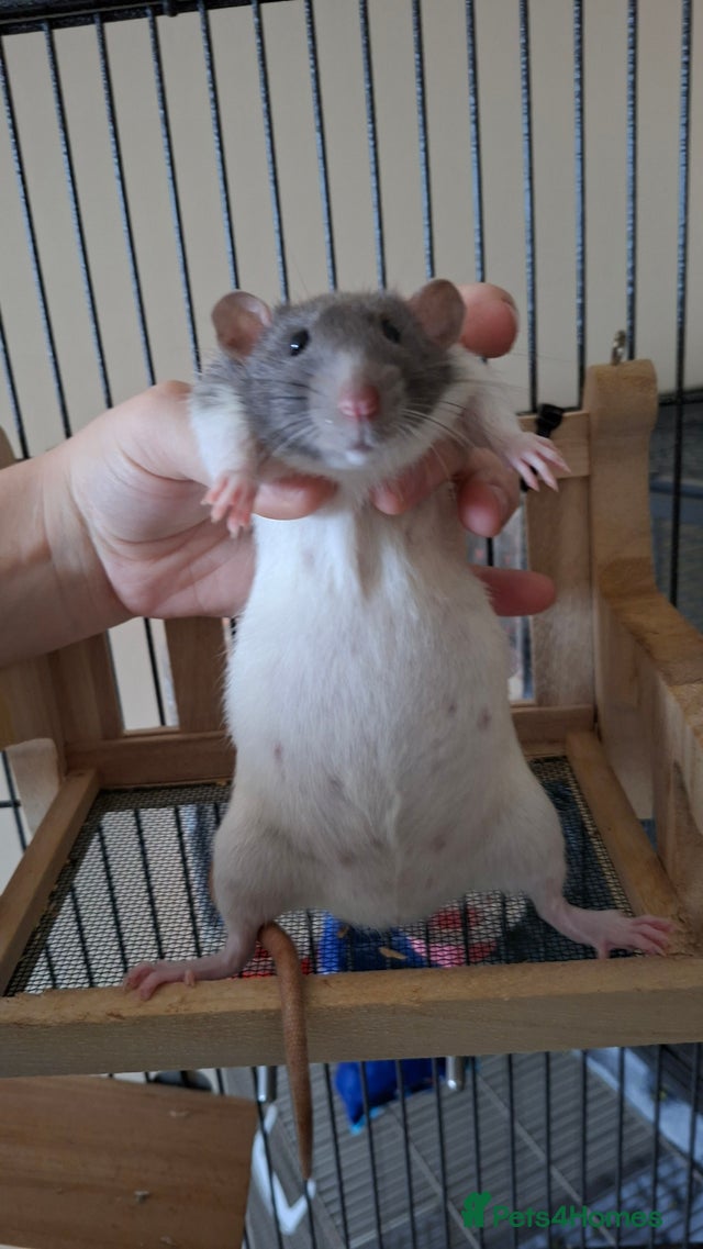 Baby rats for sale in Chester | Pets4Homes