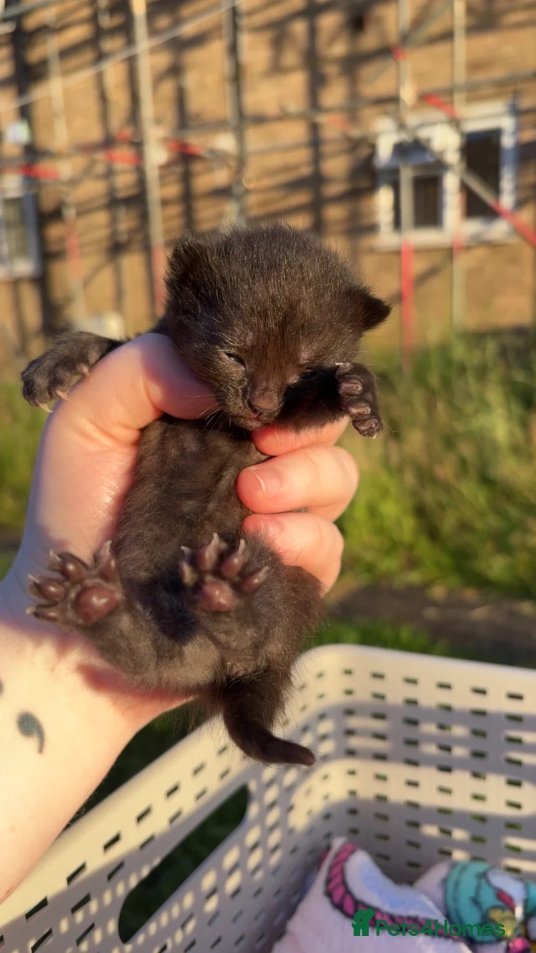 Stunning kittens mixed colours for sale in Lincoln | Pets4Homes