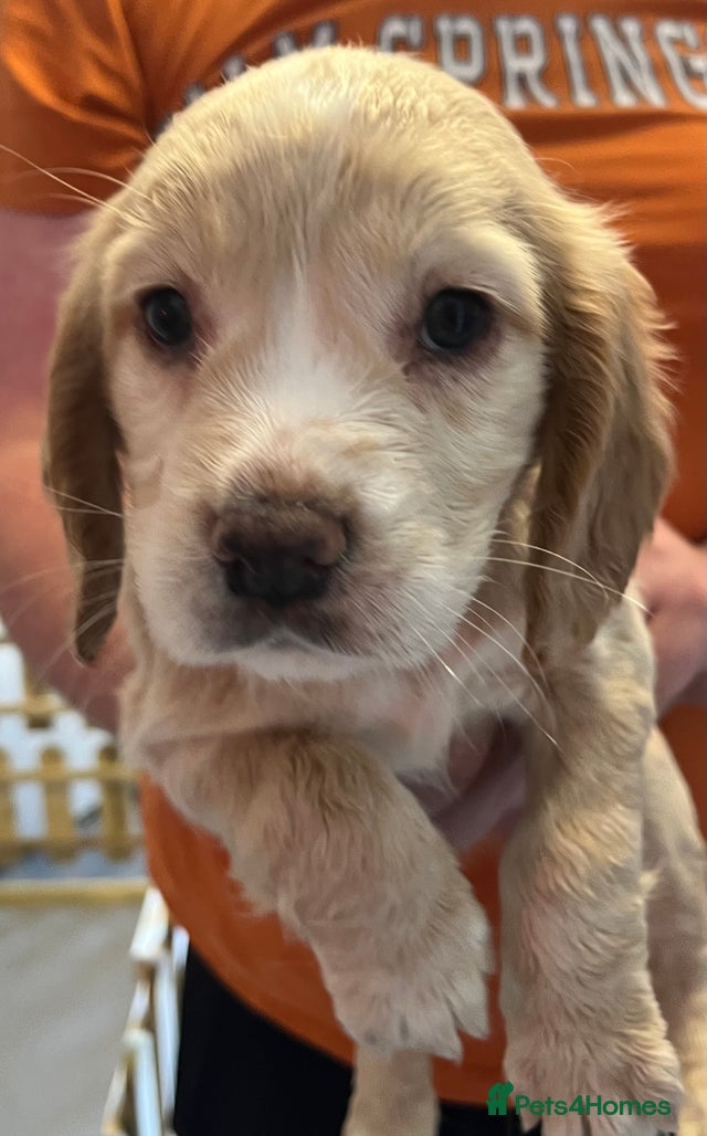 5 Female pure breed cocker spaniel puppies for sale in Woking | Pets4Homes