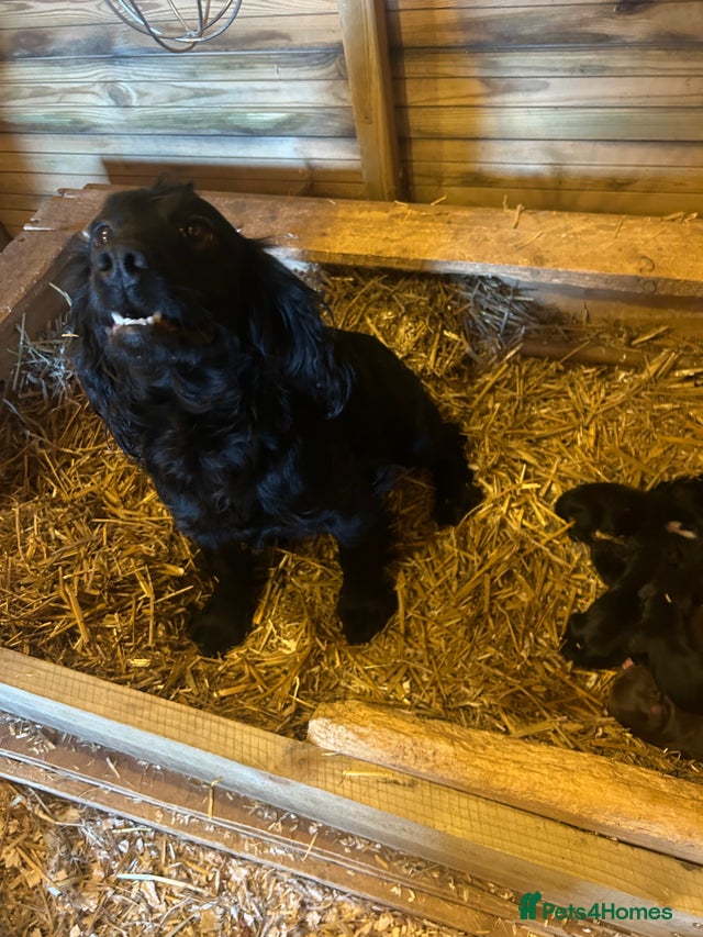 Working sprocker puppies for sale for sale in Morpeth | Pets4Homes