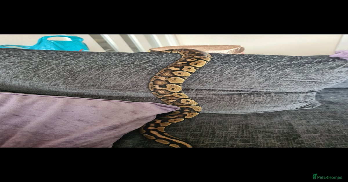 Royal Ball Python for sale in Gainsborough | Pets4Homes