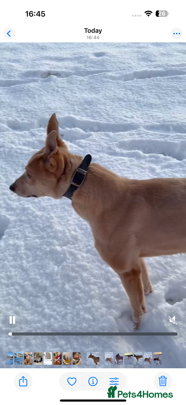 Beautiful Fawn Light Brown Male Greyhound (4yrs) for sale in Llandeilo ...