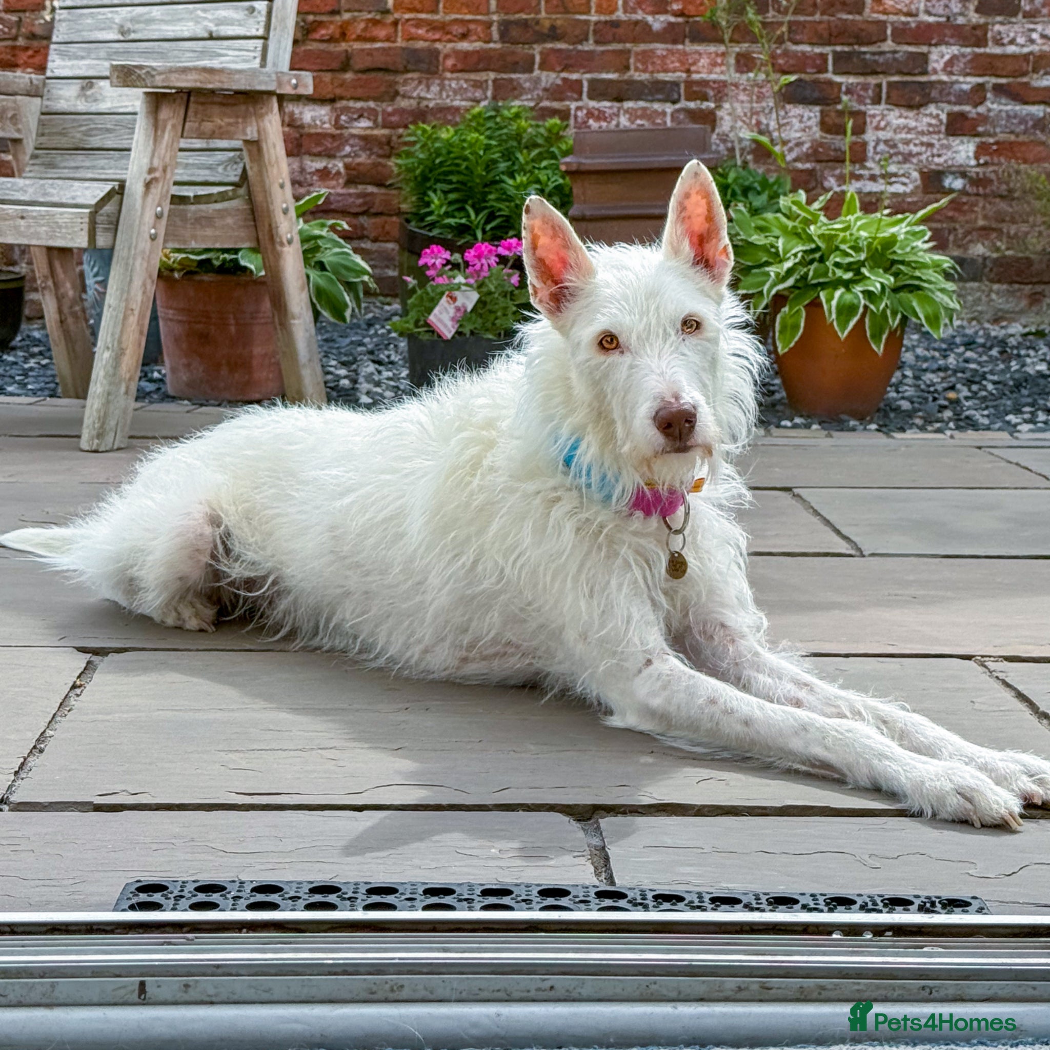 Dogs for adoption | Pets4Homes