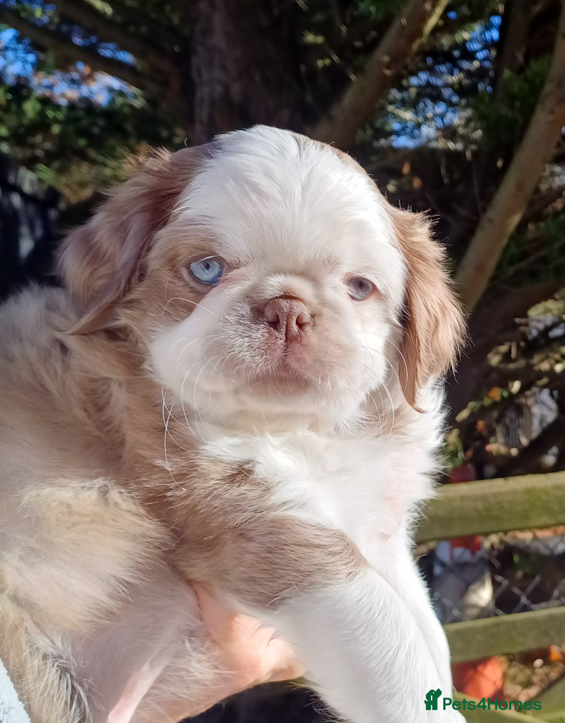 Pug breeders | Pets4Homes