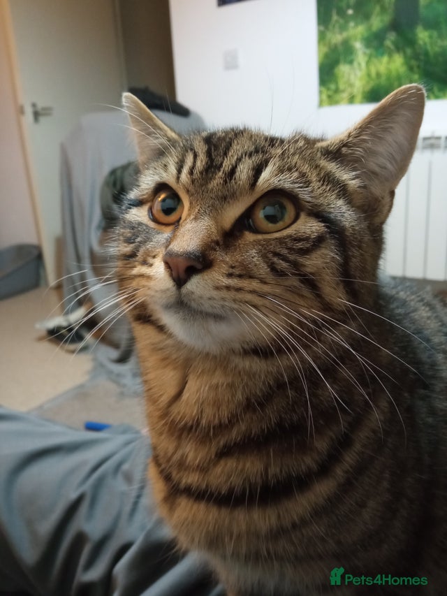 Mixed Breed Male Brown Tabby for sale in Nottingham | Pets4Homes