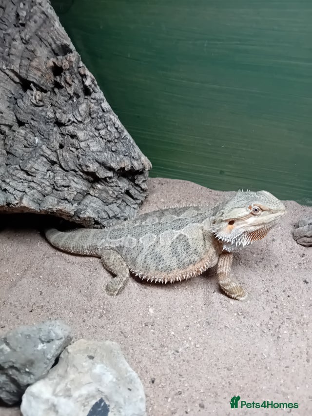Bearded dragon for sale in Middlesbrough | Pets4Homes