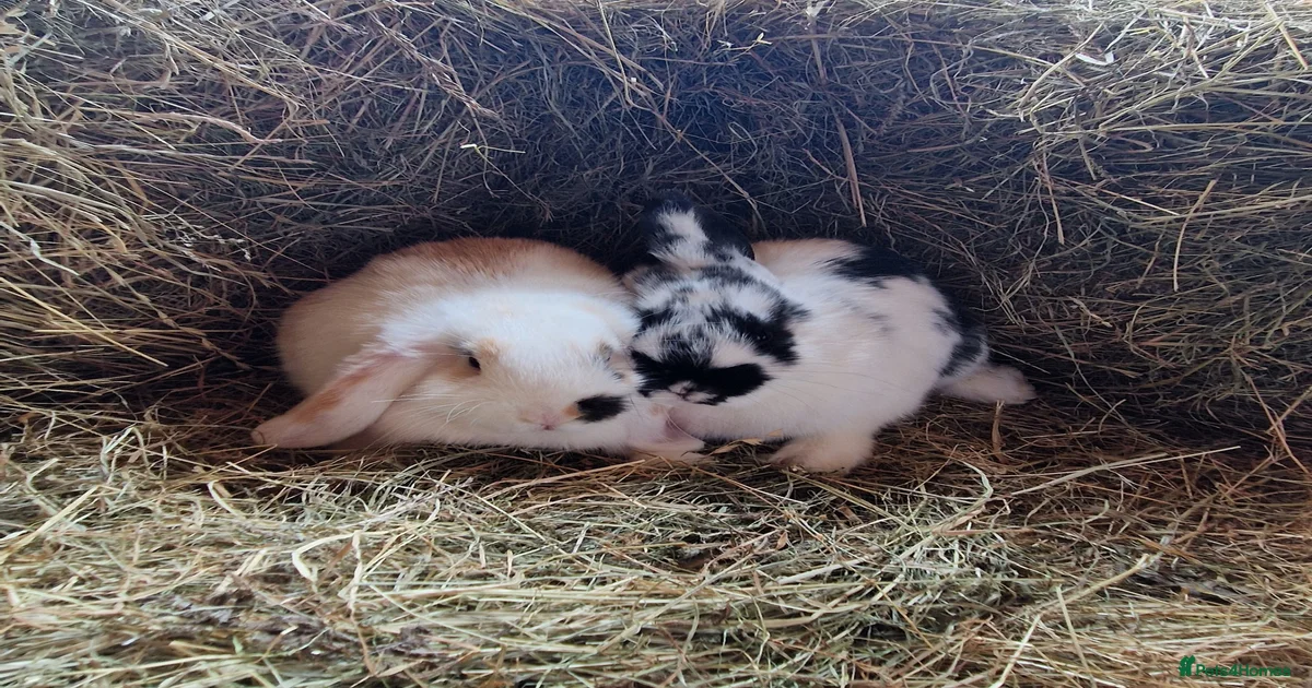 Mini Lop Rabbits for sale | Pets4Homes
