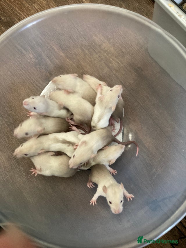 Gorgeous ratty pups 💙🩷 for sale in Stratford-upon-Avon | Pets4Homes