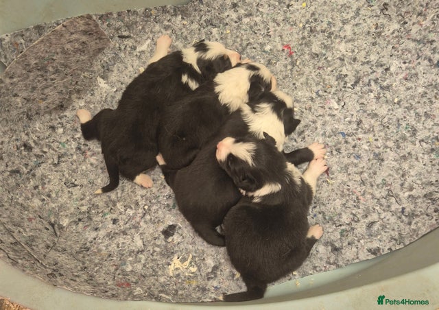 Border Collie Puppies for sale in Godstone | Pets4Homes