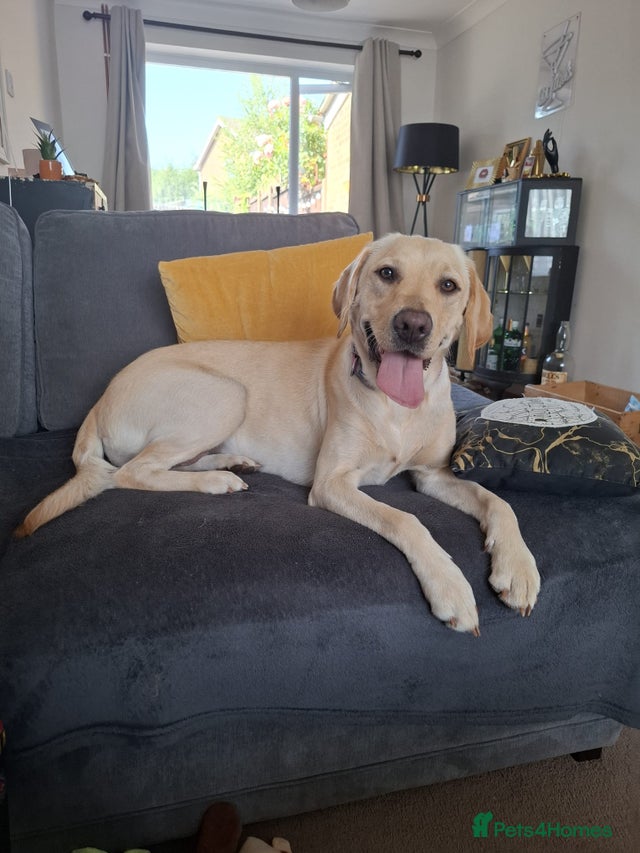 Well behaved Lab, looking for a new home for sale in Coalville | Pets4Homes