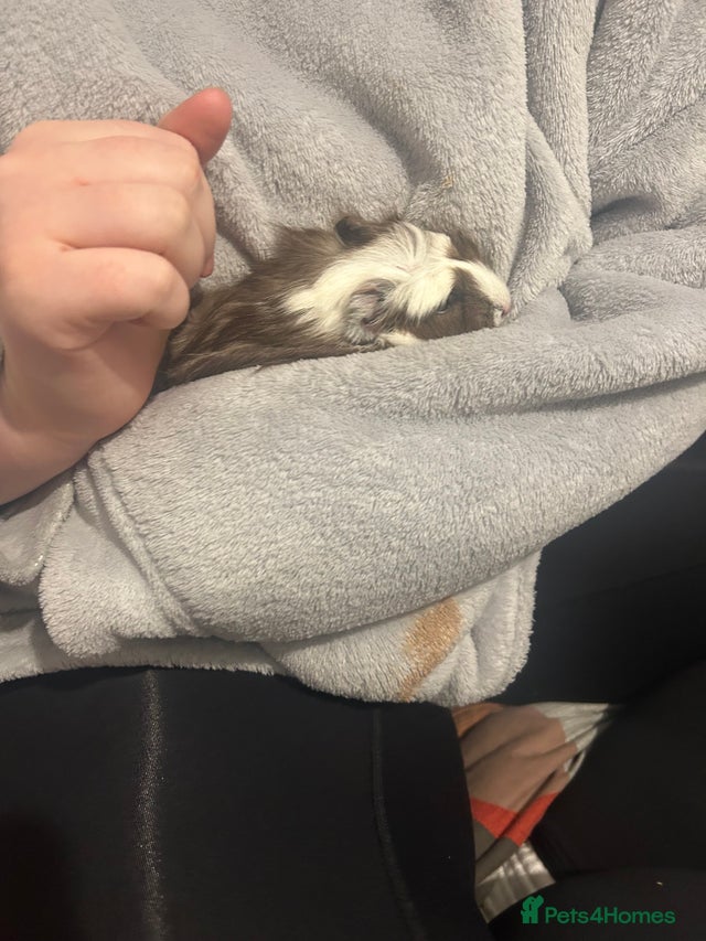 Pickle and bean for sale in Exeter | Pets4Homes