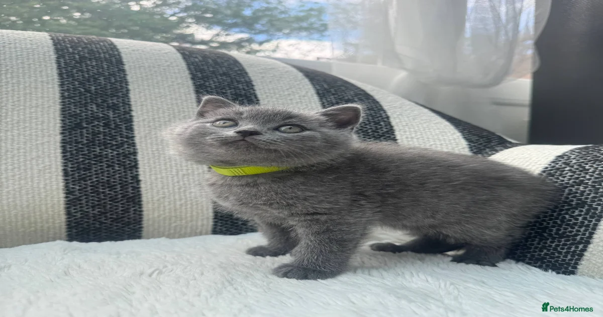 British Shorthair Kittens for sale | Pets4Homes