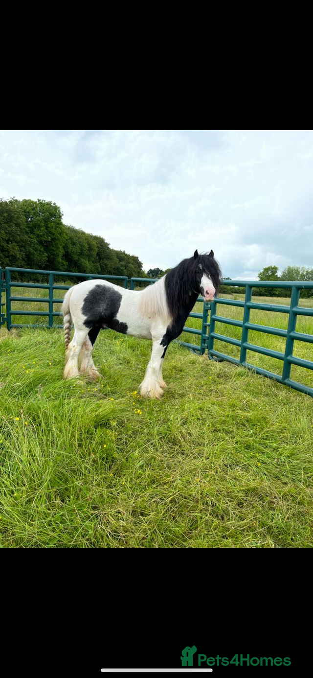 Rolls Royce of a cob for sale in Yeovil | Pets4Homes