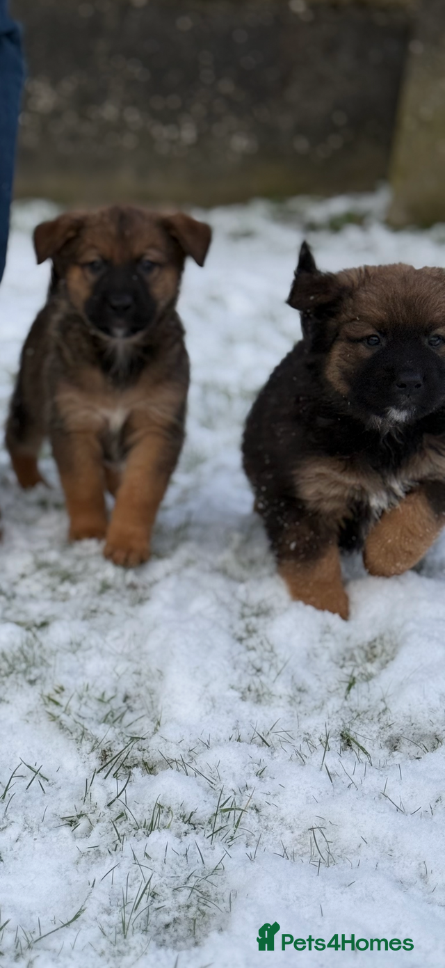 Bernese Mountain Dog/German Shepherd for sale in Castlewellan | Pets4Homes