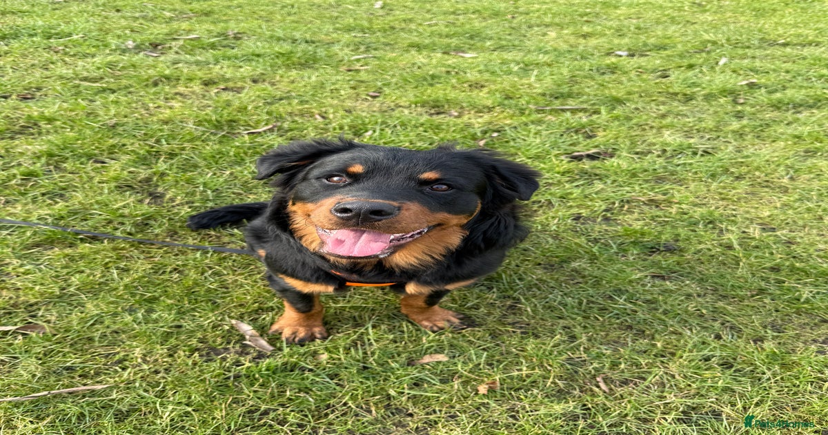 Male 8 month old fluffy Rottweiler for sale in Huddersfield | Pets4Homes