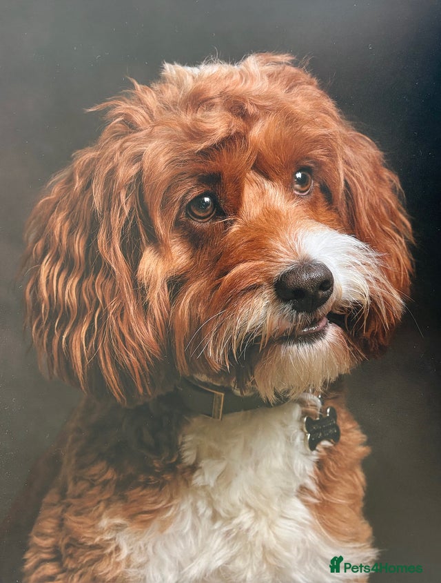 Life of Riley available for Stud for stud in Nottingham | Pets4Homes