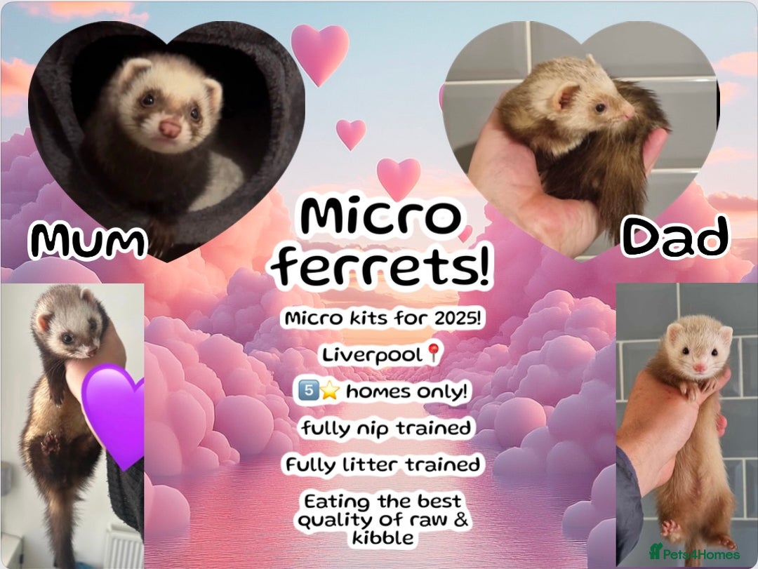 Micro Ferret rodents for sale | Pets4Homes