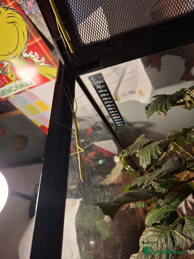 Indian stick insects for sale for sale in Rugby | Pets4Homes