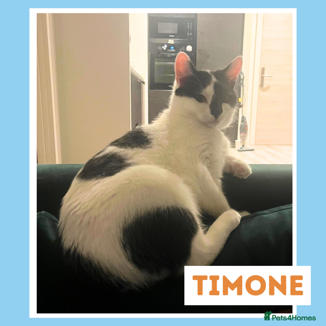 Sociable Cuddlebug for adoption in Glasgow | Pets4Homes