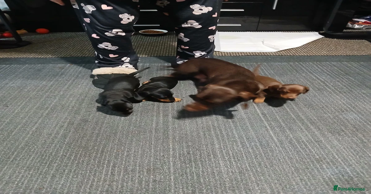 Miniature dachshund for sale in Middlesbrough | Pets4Homes