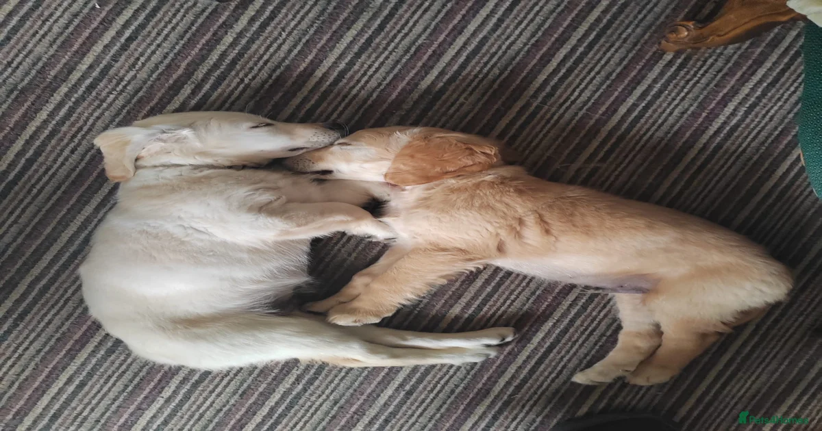 Mixed Breed Puppies for sale | Pets4Homes