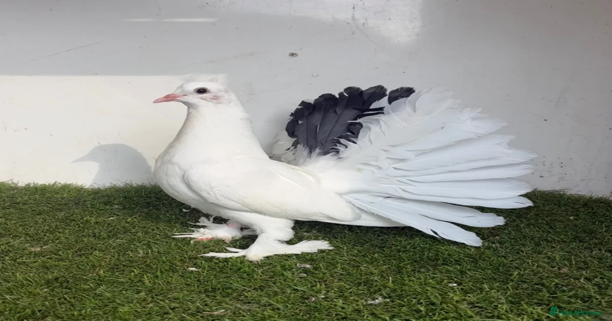 Pigeons Birds for sale in Stafford, Staffordshire | Pets4Homes