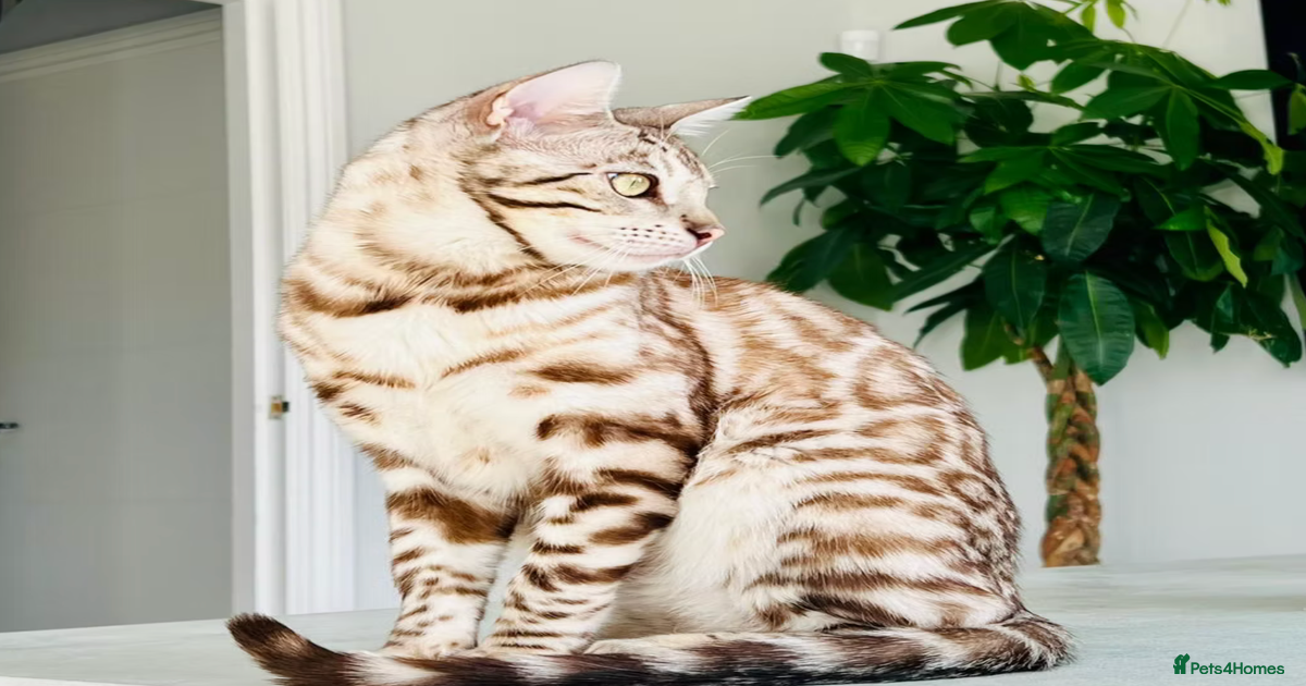 Hugo and Creed. Best Friends. Pedigree Bengals for sale in Pudsey ...