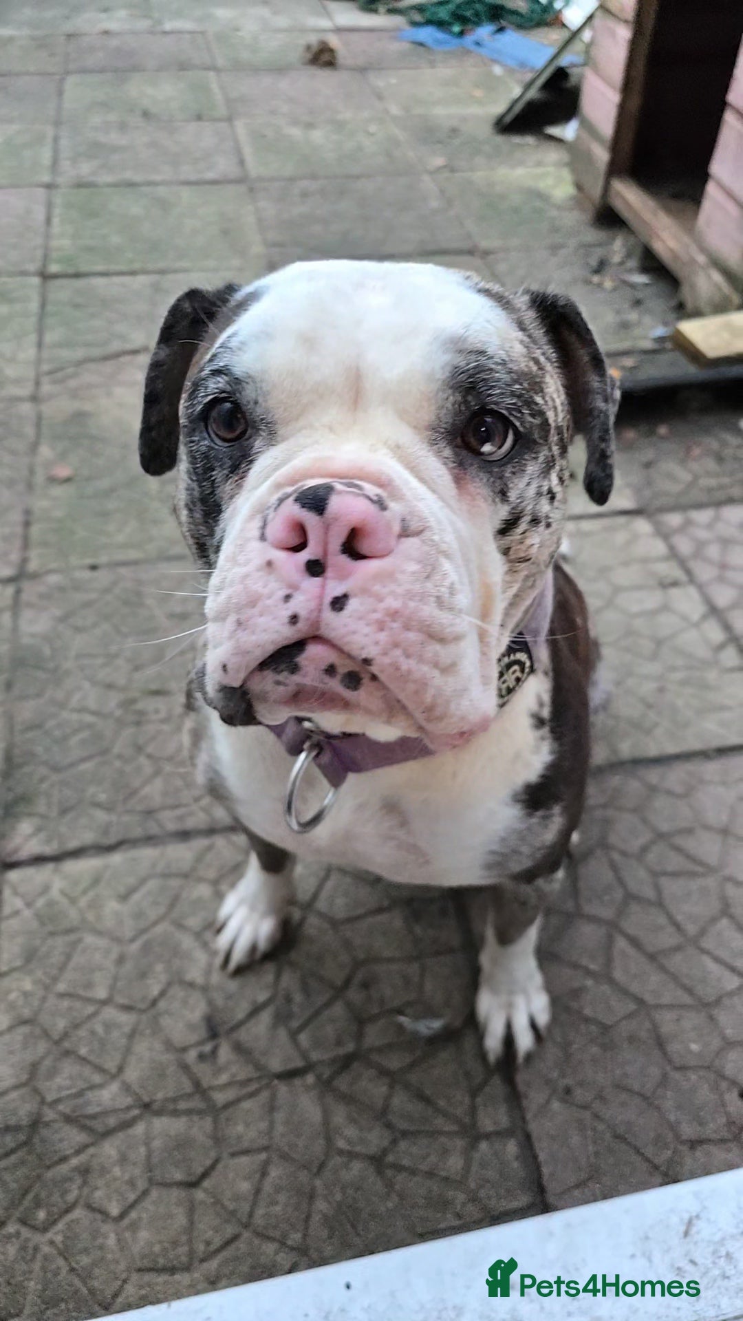 Alapaha Blue Blood Bulldog Dogs Breed - Information, Temperament, Size ...