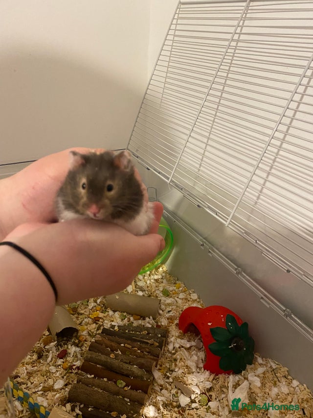 Hamster for sale in Peterborough | Pets4Homes