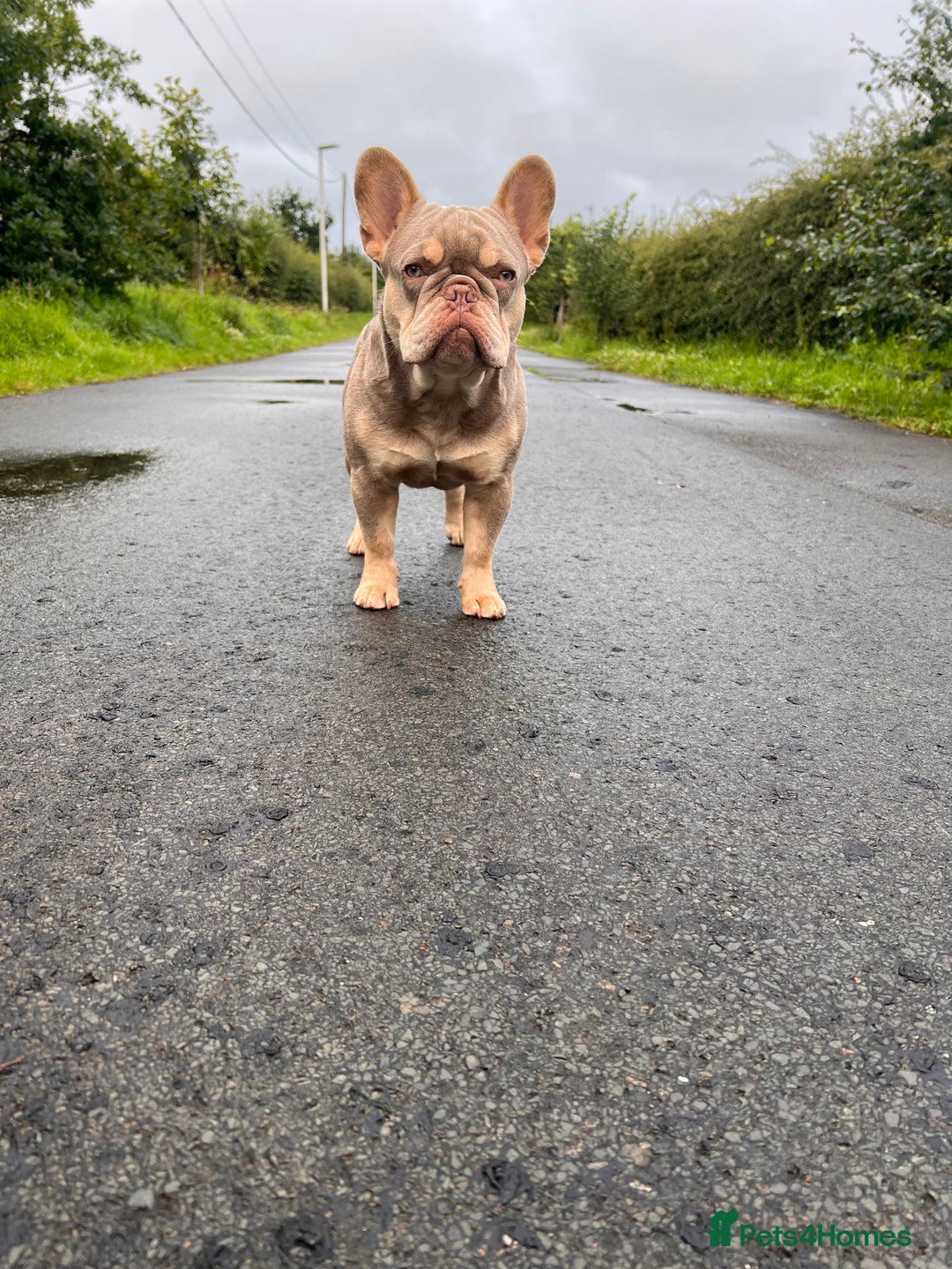 Milo for sale in Livingston | Pets4Homes