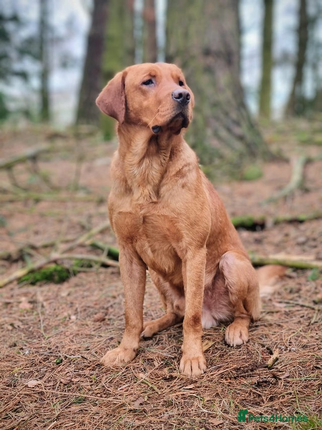 Proven KC Fox Red Labrador Retriever for stud in Penrith | Pets4Homes