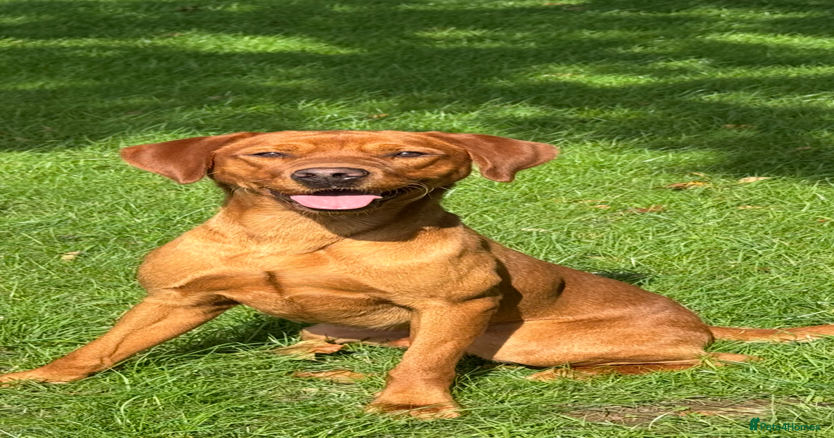 Stunning Red Dog Available At Stud for stud in Malmesbury | Pets4Homes