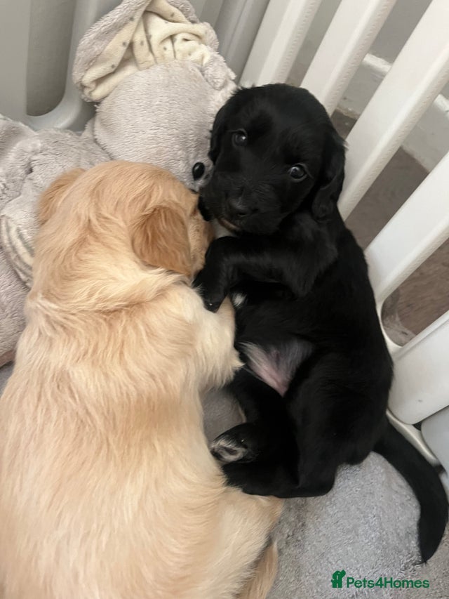 Beautiful Golden Cockapoo Retrieve puppies for sale in Chorley | Pets4Homes