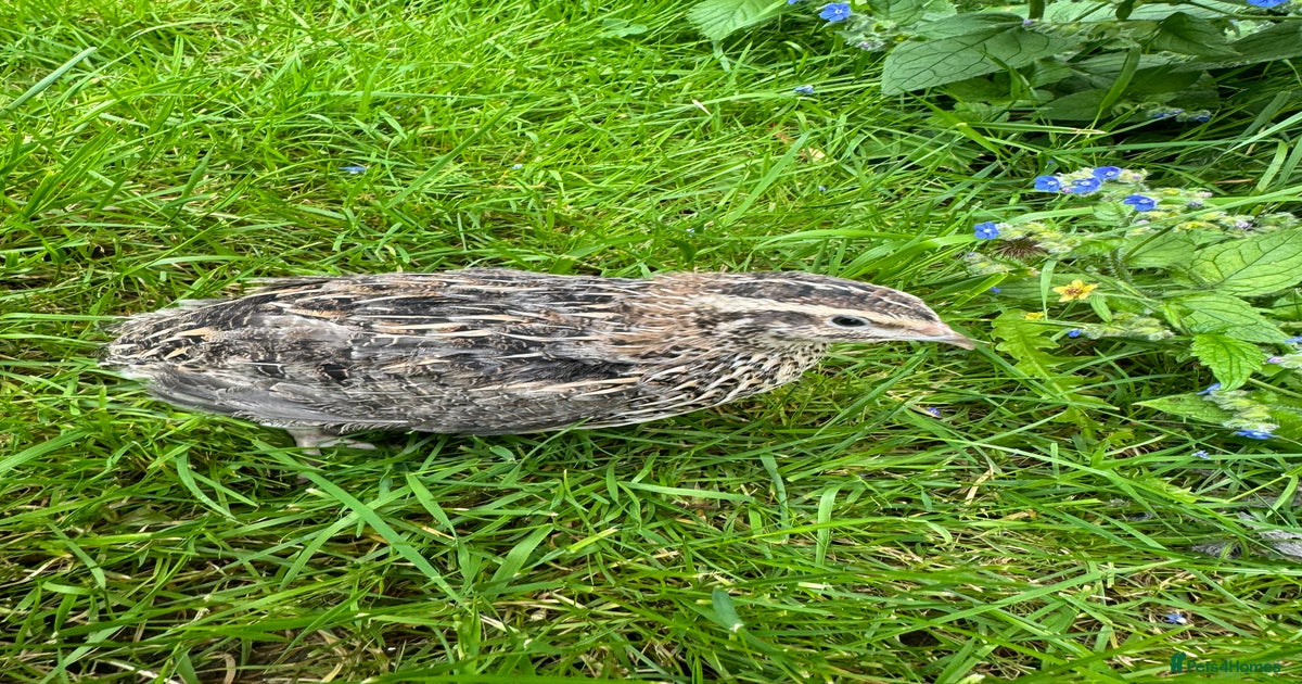 Estonian and English White Quail for sale in Ilford | Pets4Homes