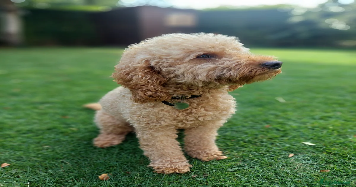 Beige cockapoo F1b for stud for stud in Coalville | Pets4Homes