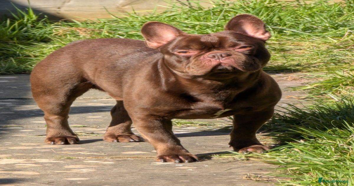 Chocolate brown frenchie for stud in Bristol | Pets4Homes