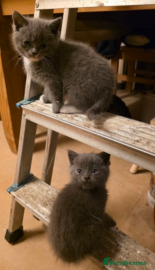 Beautiful fluffy kittens for sale in Guildford | Pets4Homes