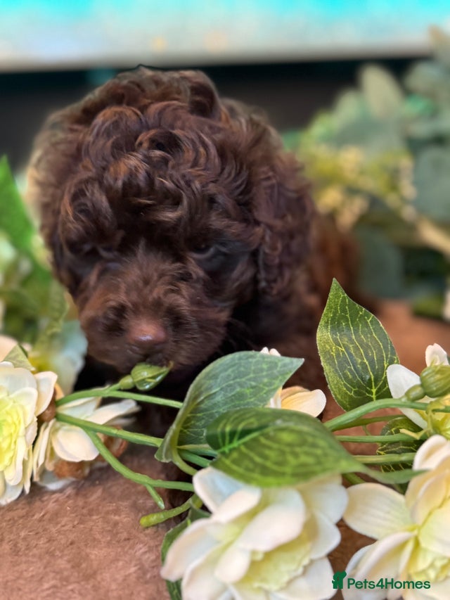 F3 TOY Cockapoo’s 5th Generation, Fully Vaccinated for sale in Darwen ...