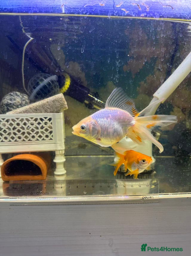 2 Goldfish – Includes Free Remaining Fish Food for sale in Bromley ...