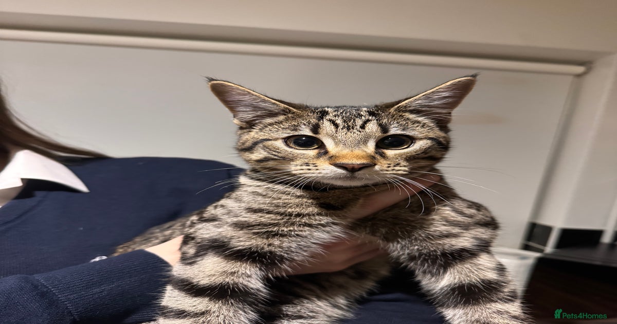 Meko for sale in Ramsgate | Pets4Homes