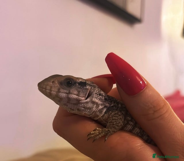 Bosc monitor for sale in Camberley | Pets4Homes