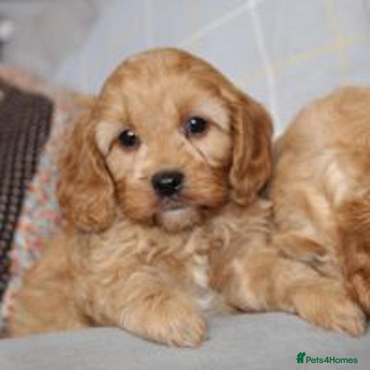 Cockapoo breeders | Pets4Homes