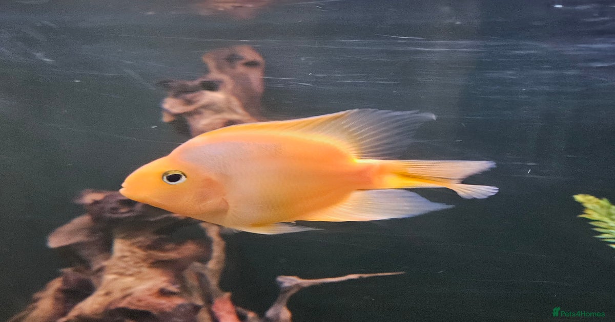 Parrots Severum Jack dempsey for sale in Liverpool | Pets4Homes