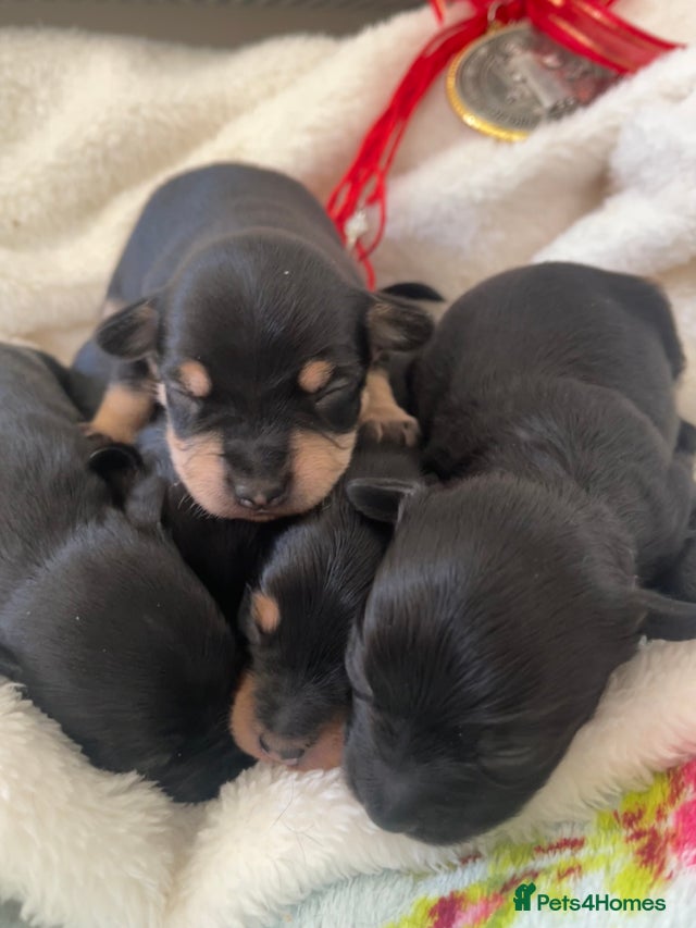 Quality Jackapoo/ Jack Russel Puppies for sale 💌 for sale in Stourport ...