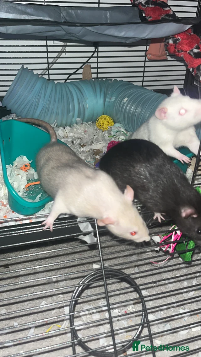 3 female rats urgent need of rehoming for sale in Wareham | Pets4Homes
