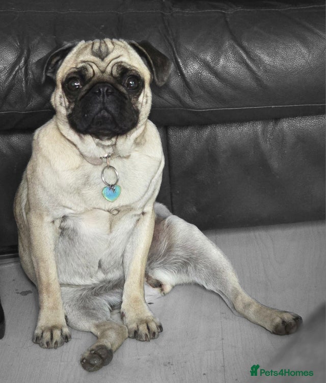 1 year old pug for sale in Winsford | Pets4Homes