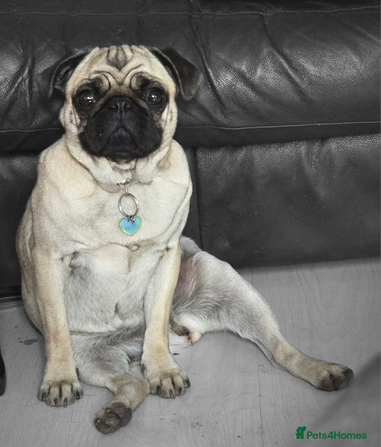 1 year old pug for sale in Winsford | Pets4Homes